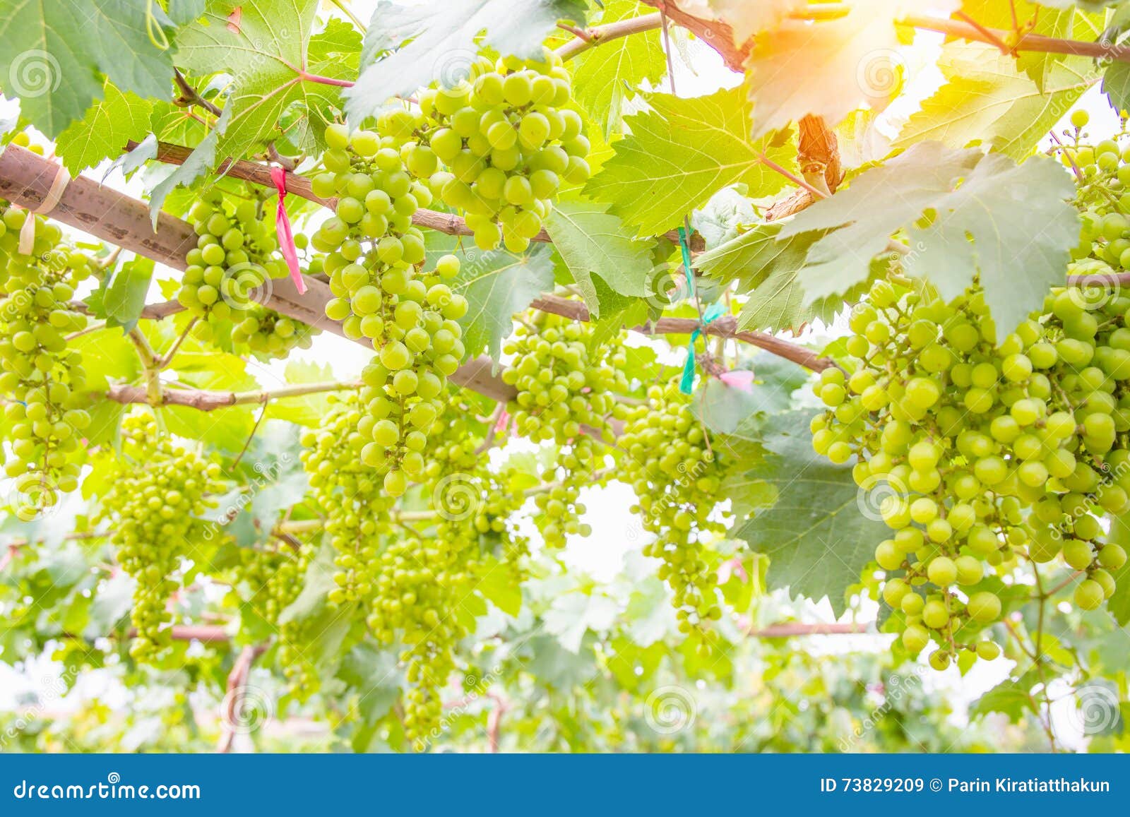 Green grapes on vine stock image. Image of beauty, garden - 73829209