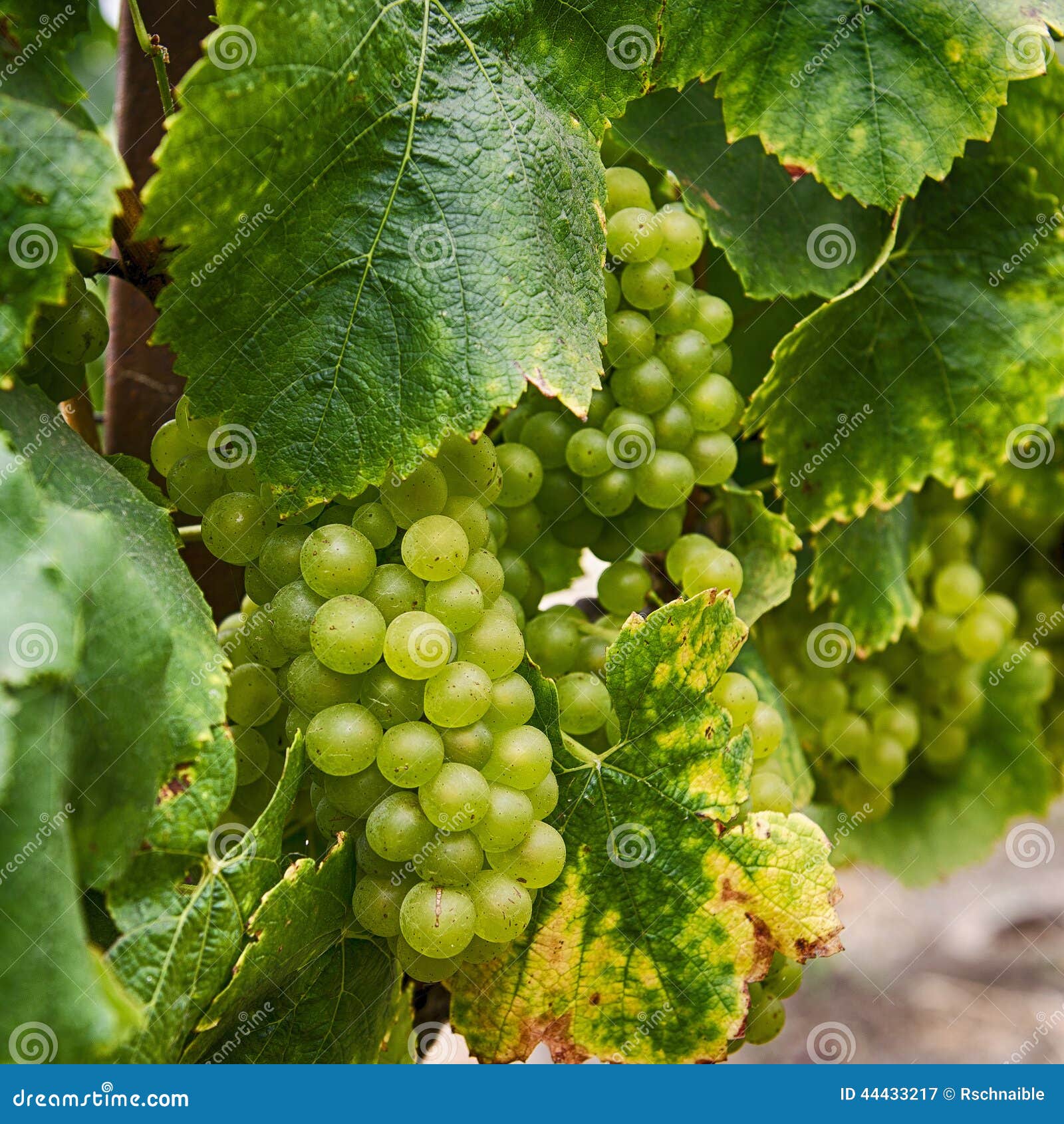 Green Grapes on the Vine at Harvest Stock Image - Image of business ...