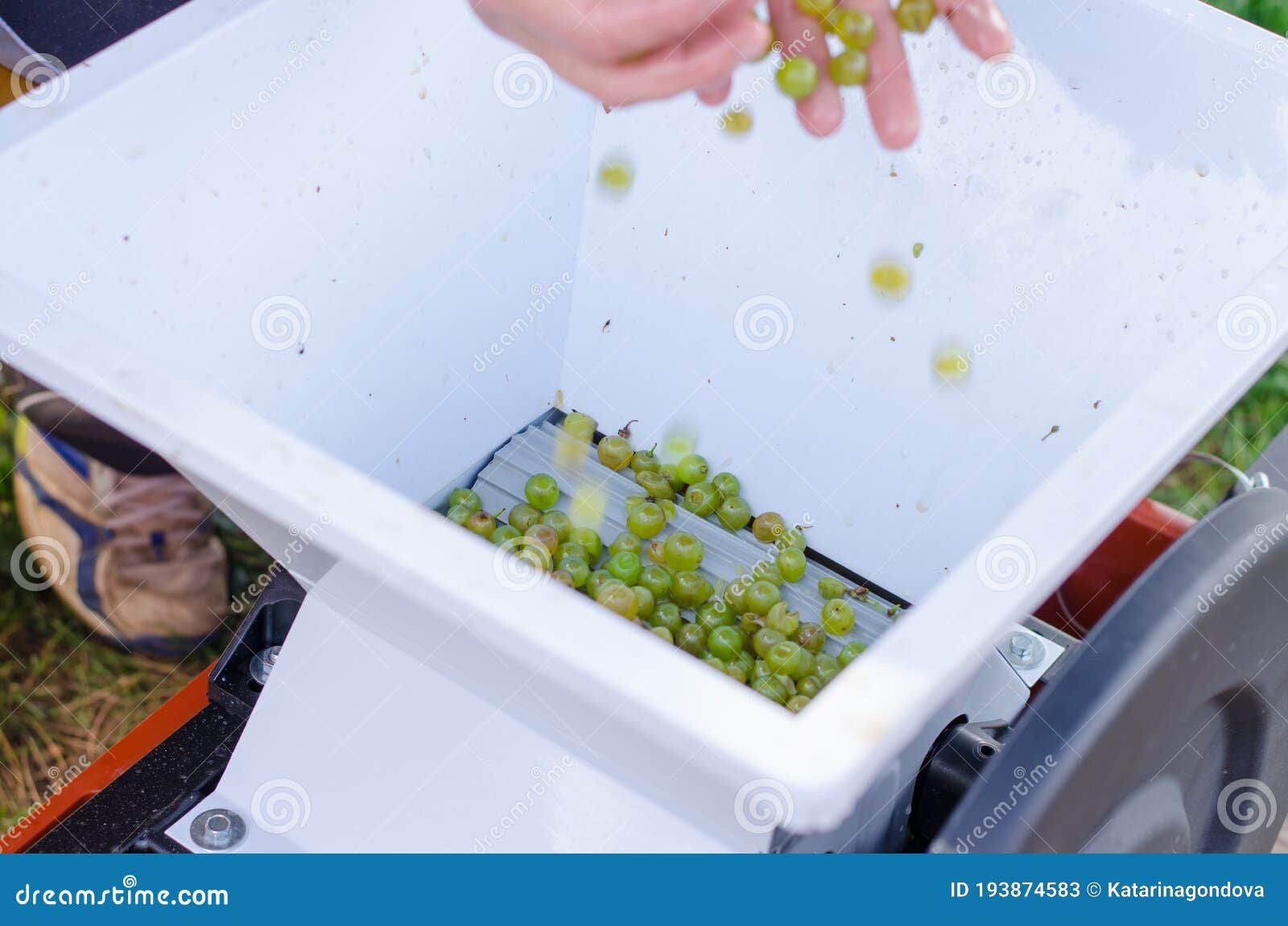 Green Grapes in Wine Press Prepared To Squeeze Stock Image - Image of ...