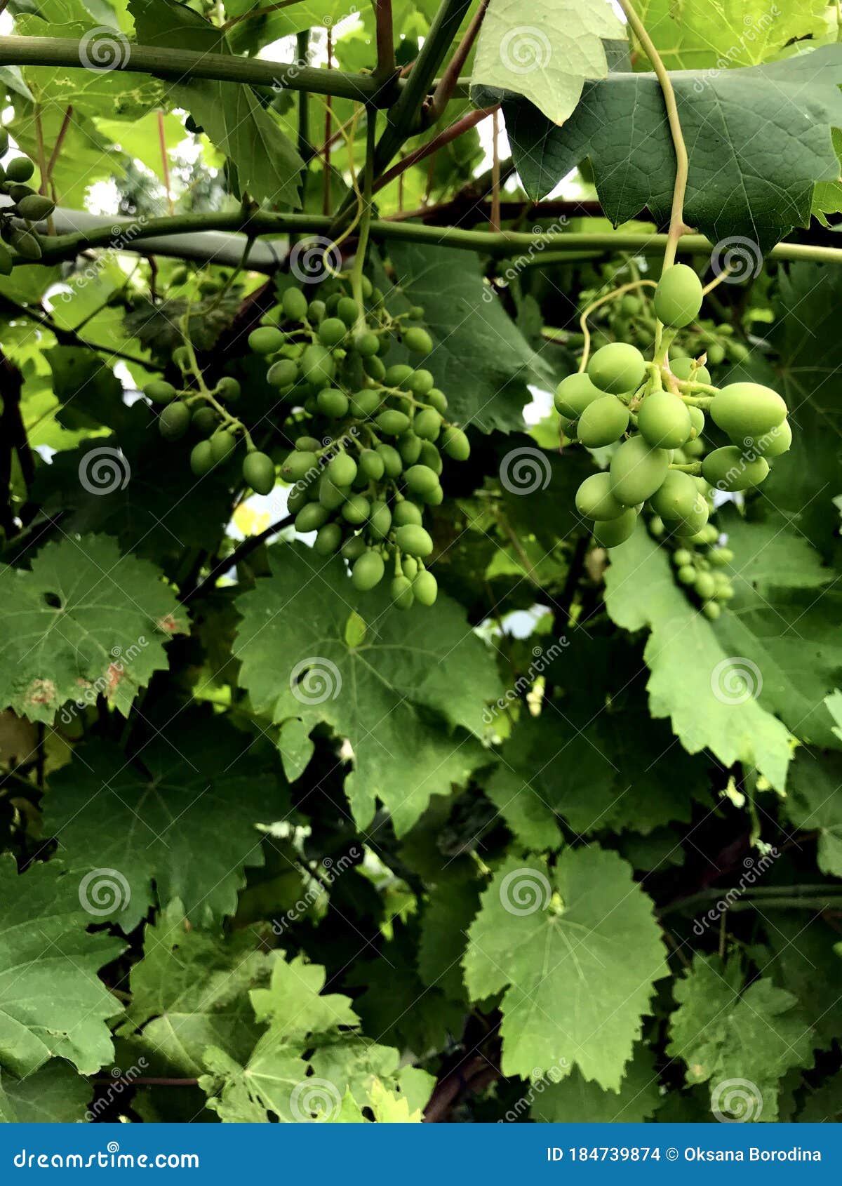 Green Grapes Wine on Tree with Branch Stock Photo - Image of food ...