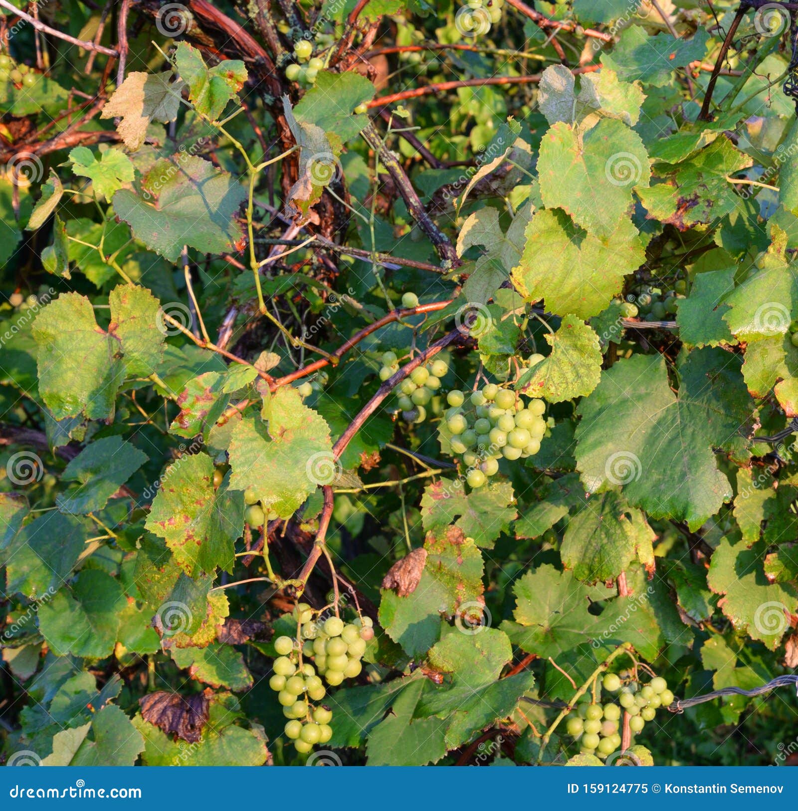 Green grapevine closeup stock image. Image of grapevine - 159124775