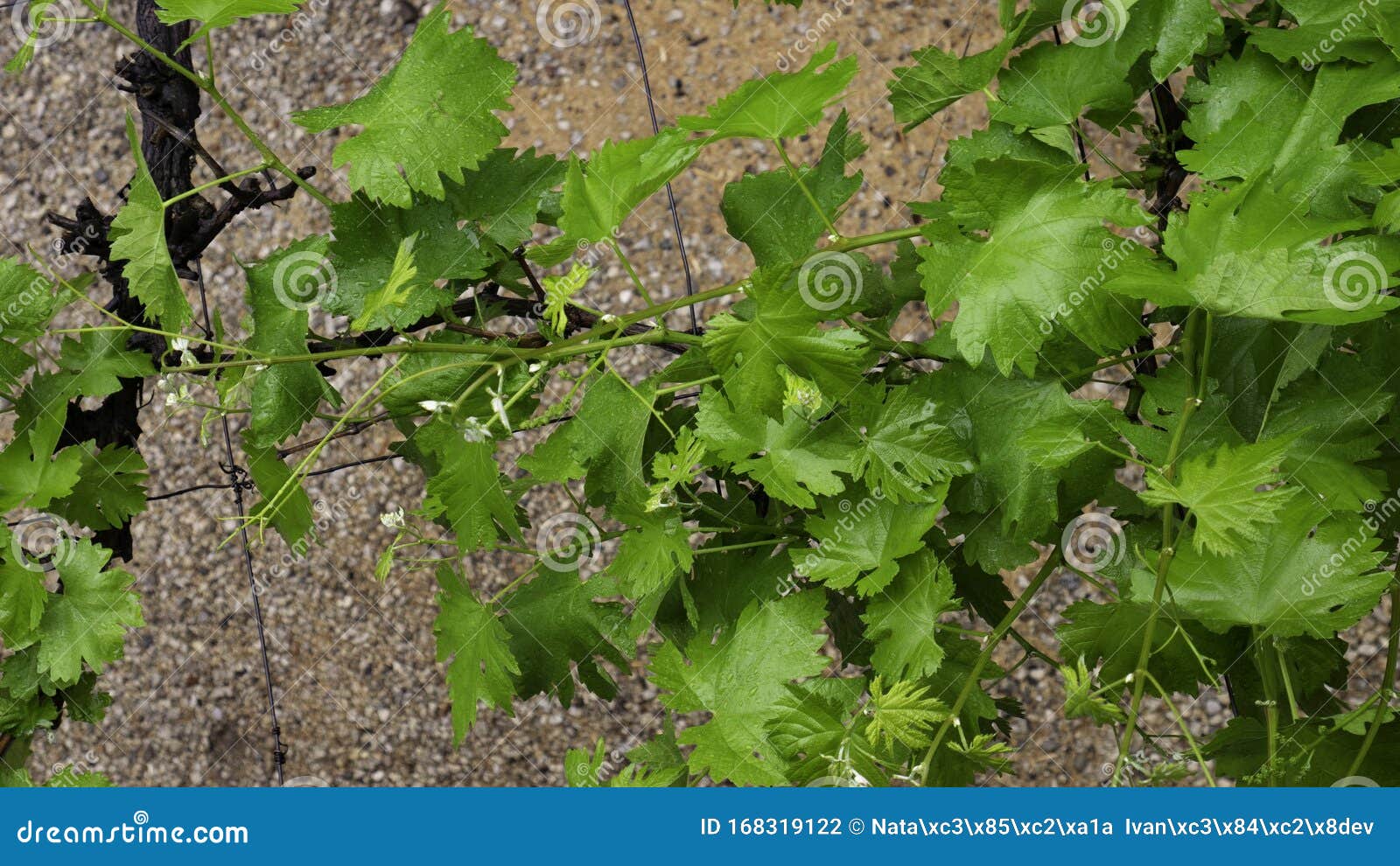 Green Grapevine Leaf Closeup after Spring Rain Stock Photo - Image of ...
