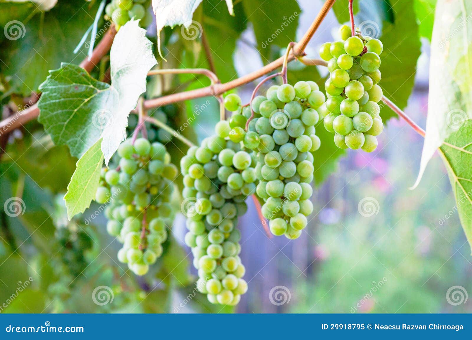 Green grapevine stock image. Image of nature, leaf, ripe - 29918795