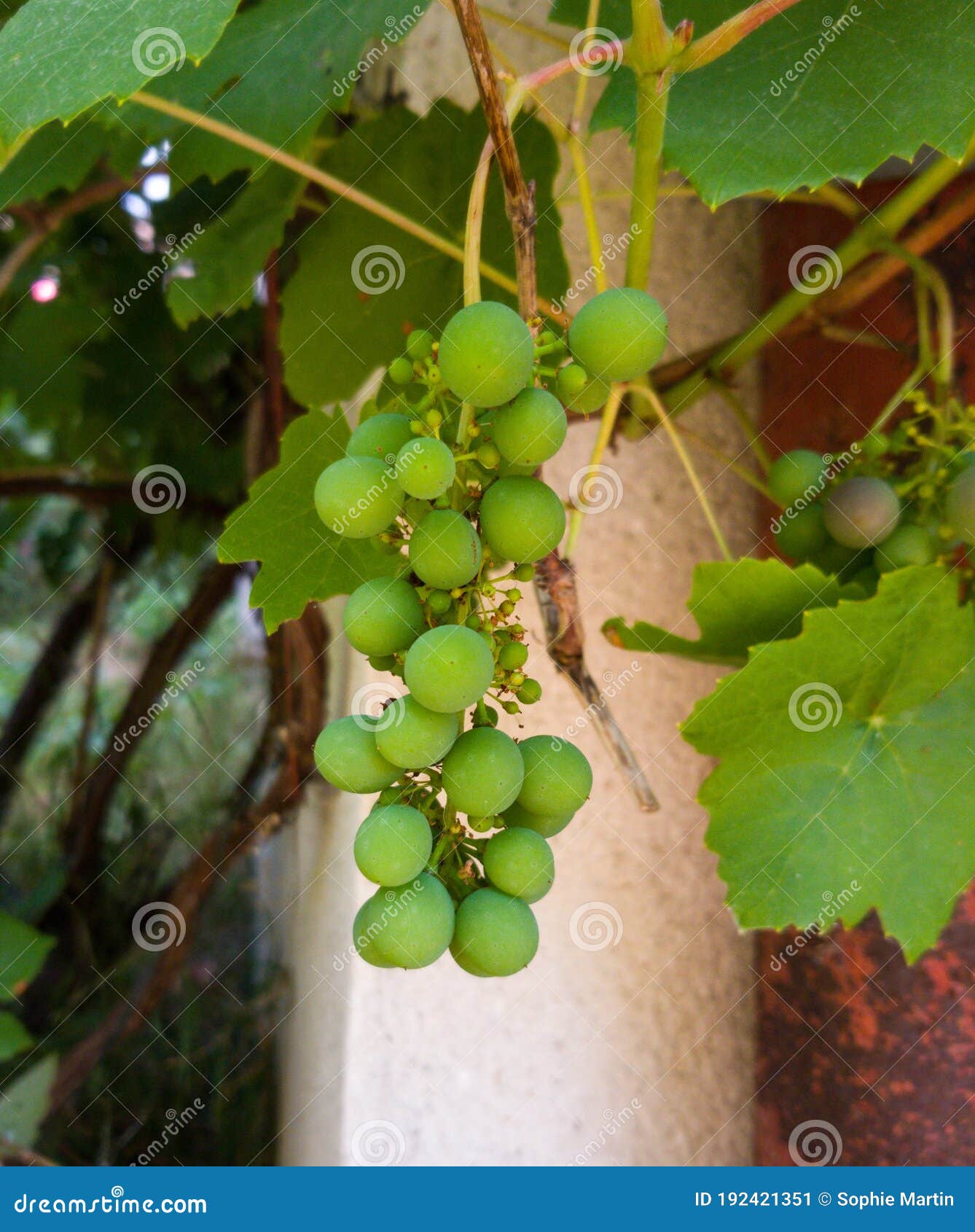 Green Grapp before Maturity Stock Image - Image of evergreen, maturity ...