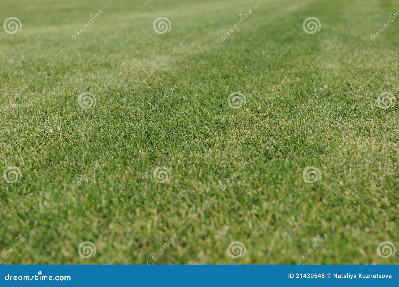 Green grase closeup stock photo. Image of outdoor, green - 21430548