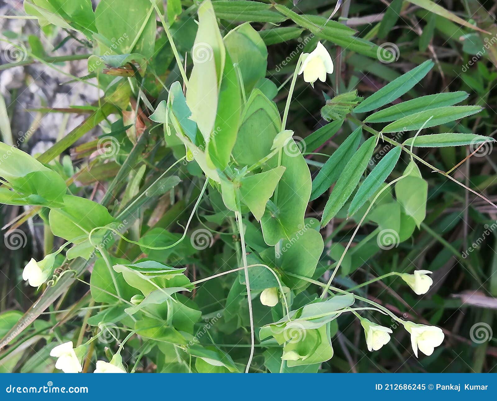 Green Grash Matar Grash Plant Flower Stock Image - Image of green ...