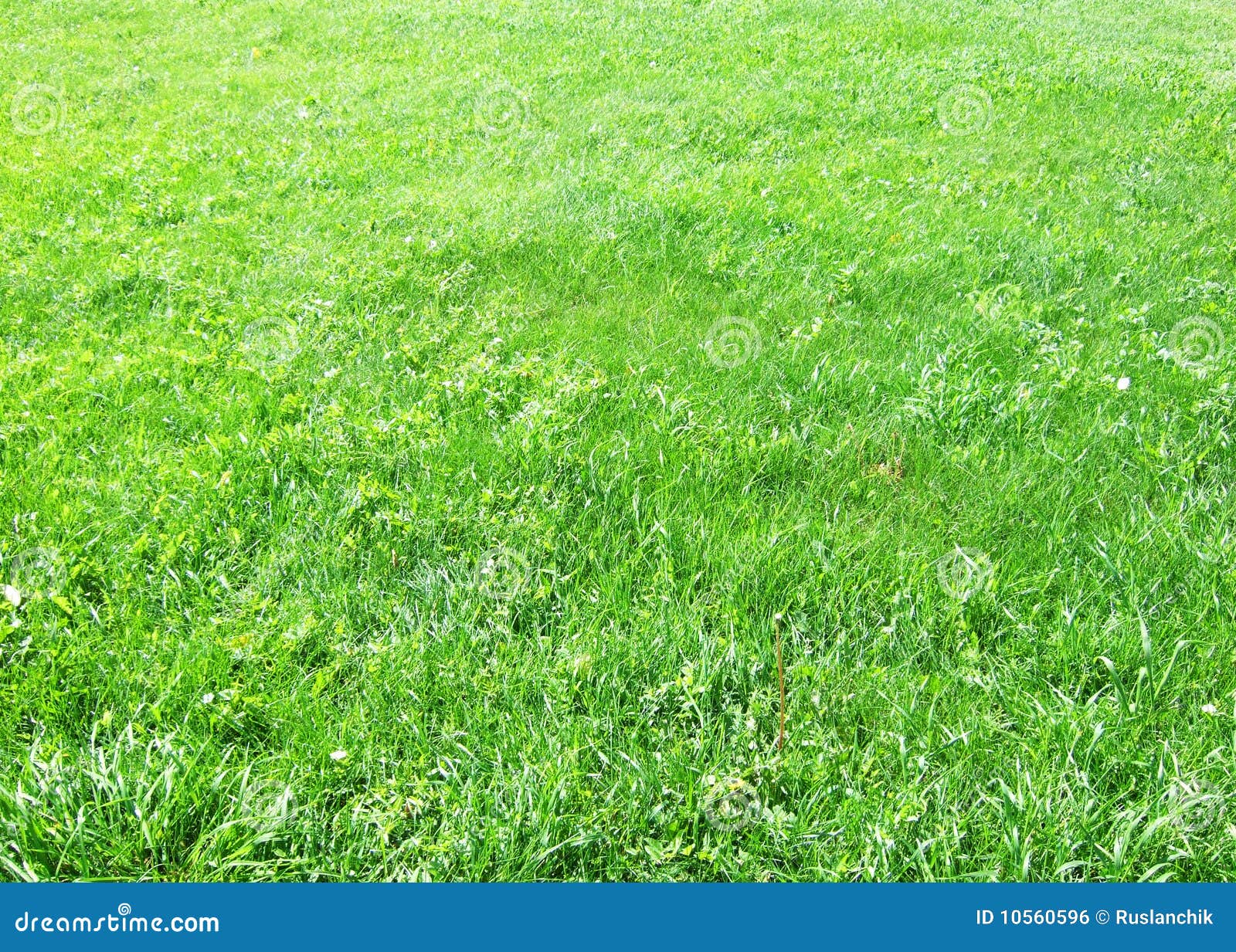 Green grass stock photo. Image of grow, growth, color - 10560596