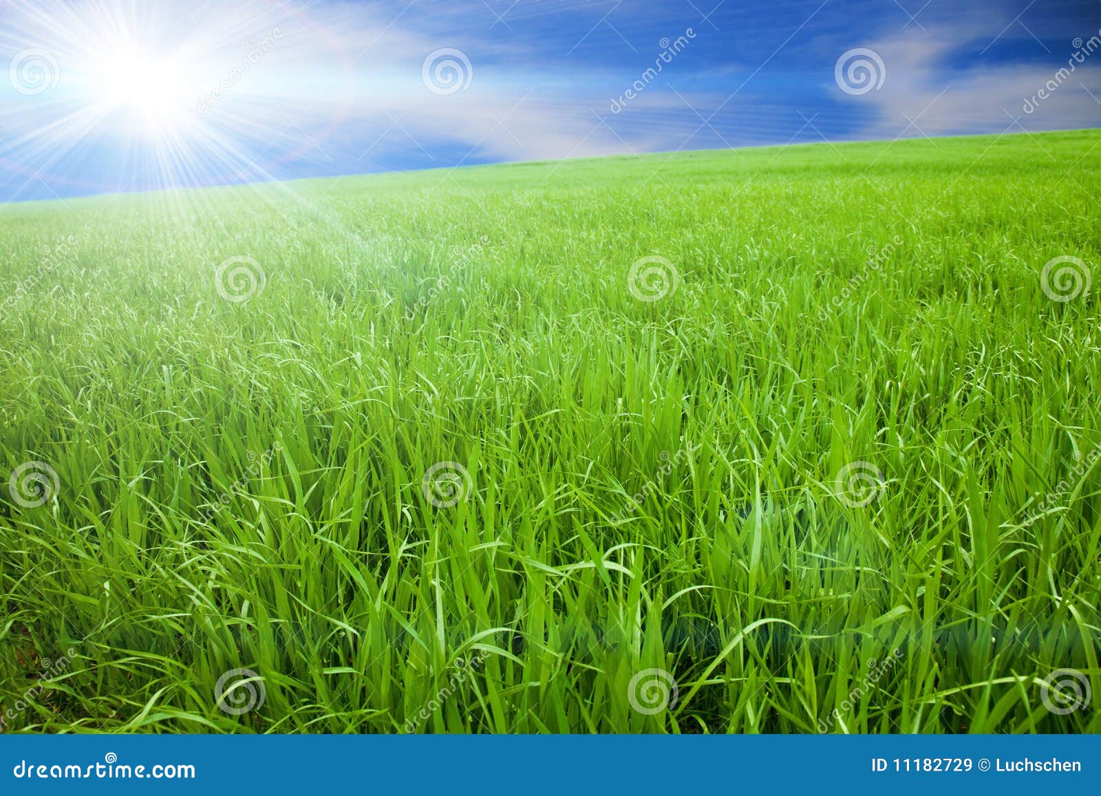 Green Grass stock image. Image of environment, spring - 11182729
