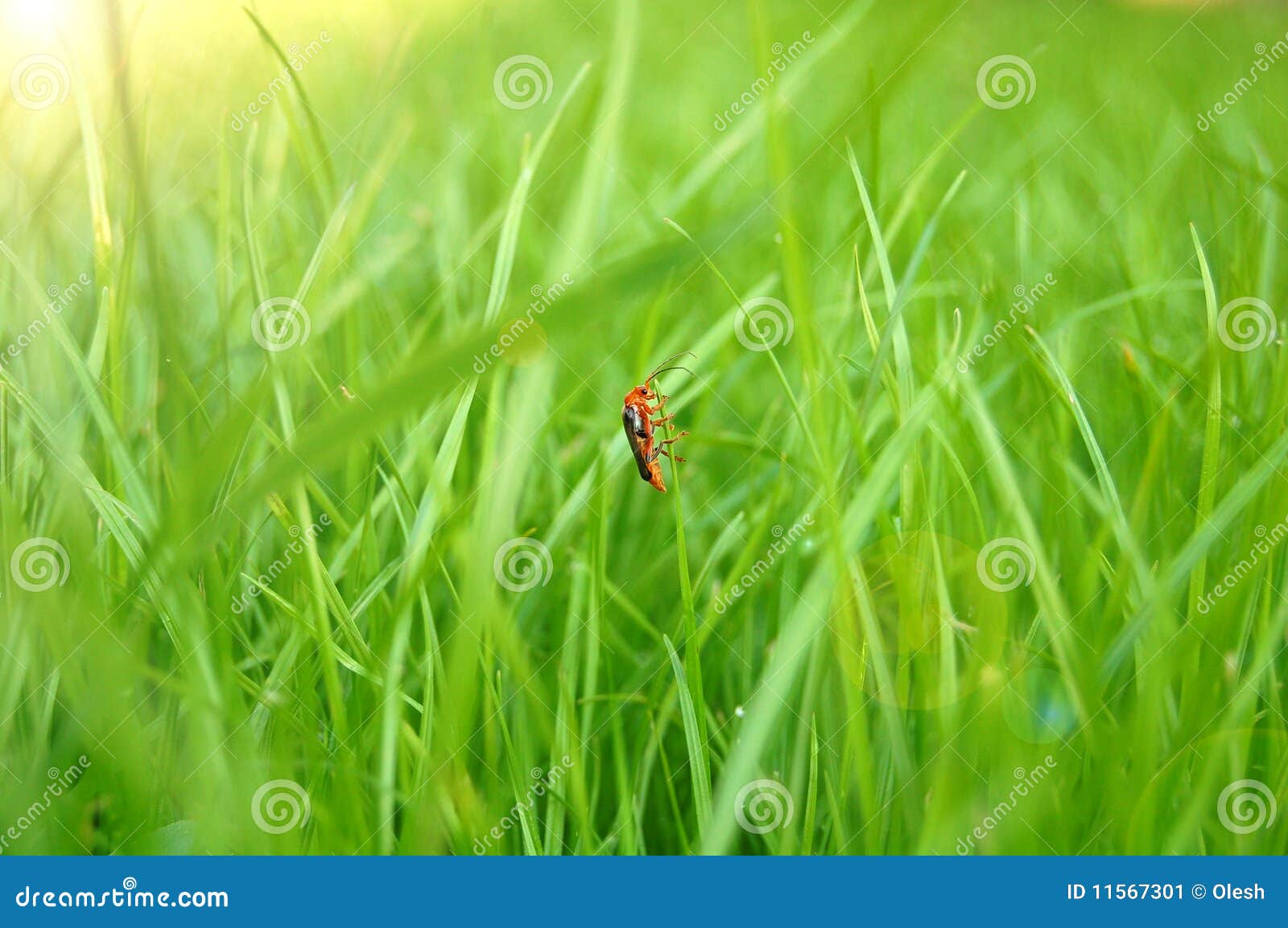 Green grass stock image. Image of clear, fresh, scene - 11567301