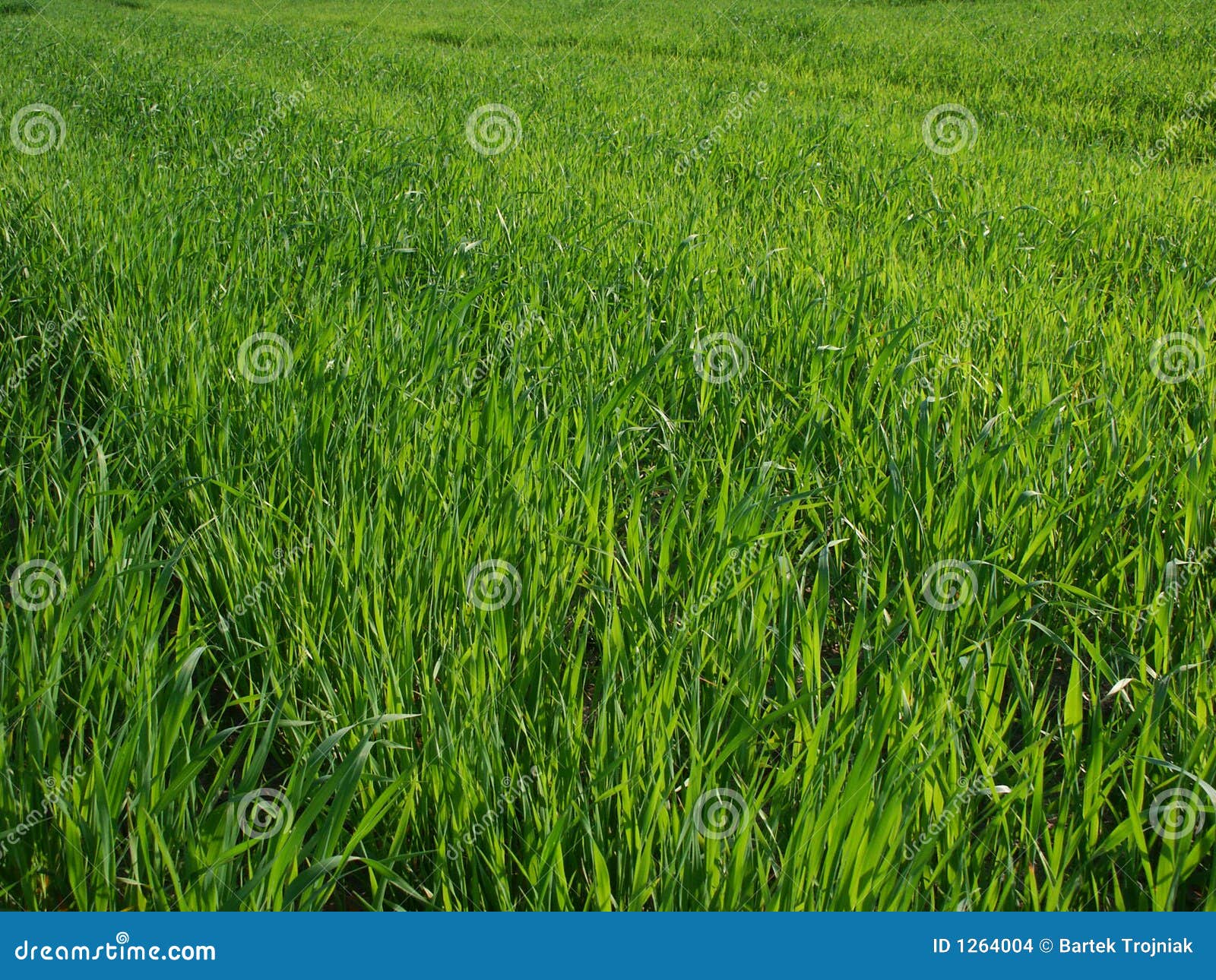 Green grass stock photo. Image of sunny, color, plants - 1264004