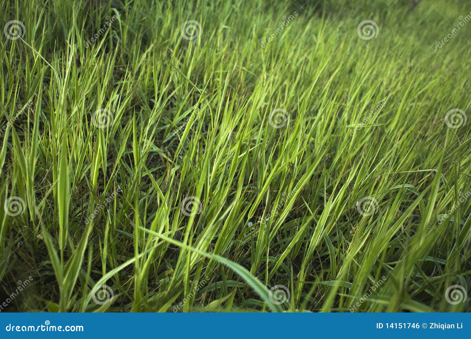 Green grass stock photo. Image of greening, pure, element - 14151746