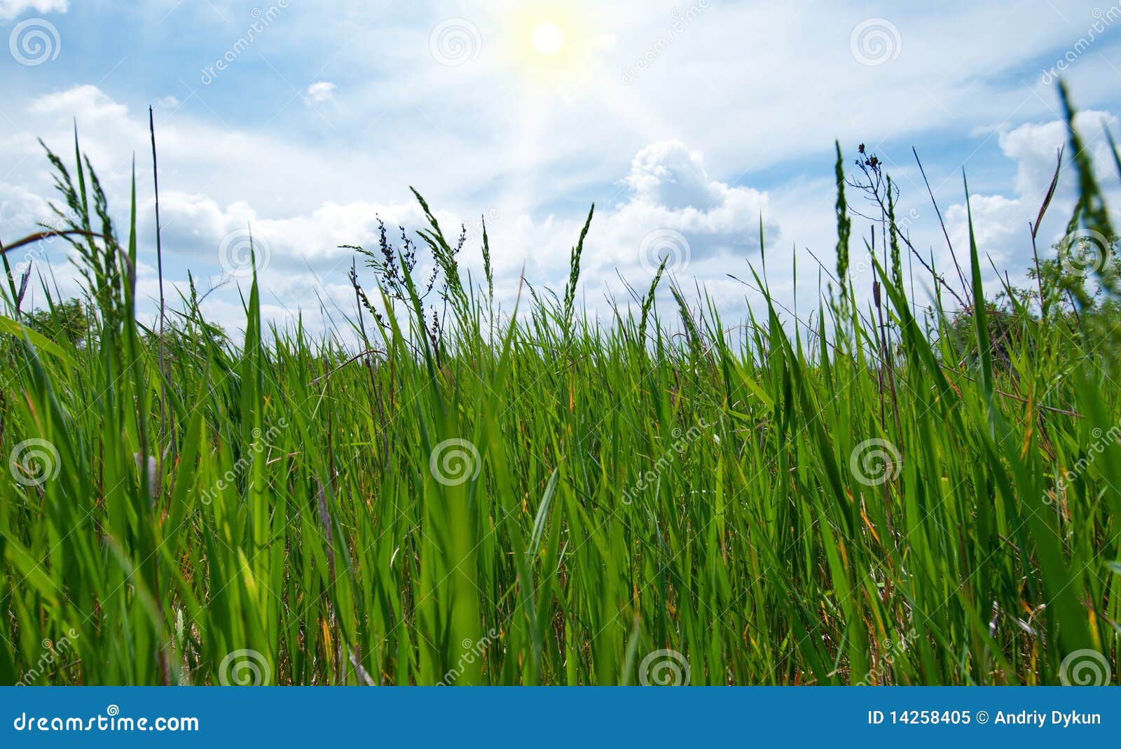 Green grass stock image. Image of rural, clean, sunlight - 14258405