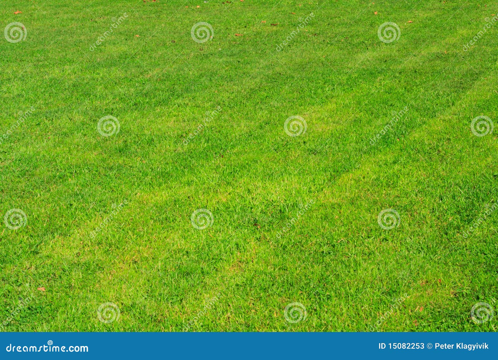 Green grass stock image. Image of meadow, line, greenery - 15082253