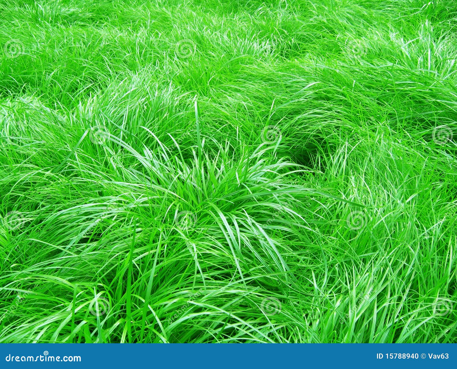 Green grass. stock photo. Image of plants, green, rustling - 15788940