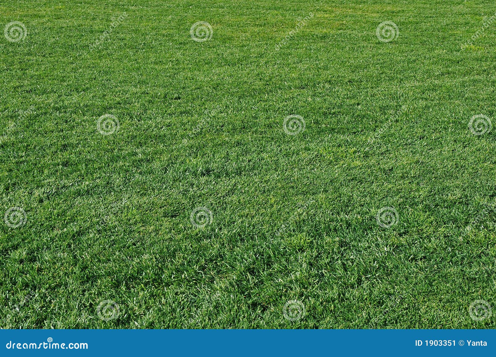 Green grass stock image. Image of grass, environment, natural - 1903351
