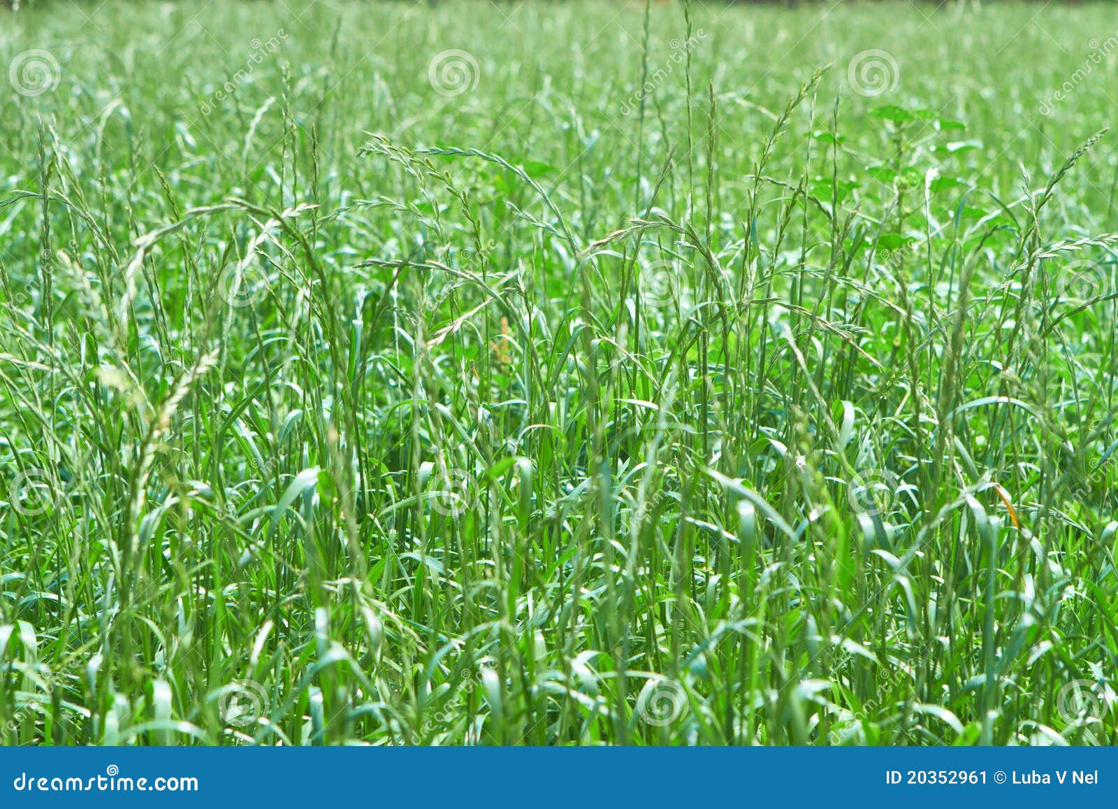 Green grass stock image. Image of grassfield, crop, green - 20352961