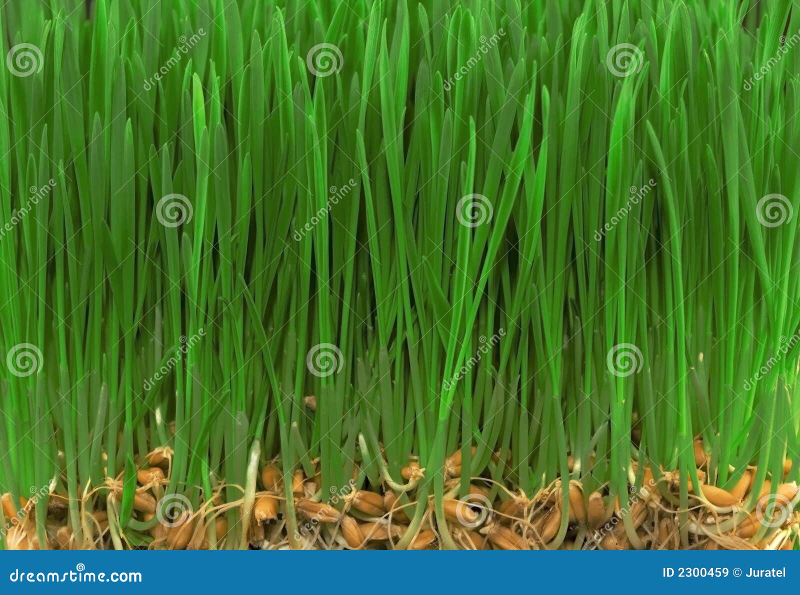 Green grass stock image. Image of nature, allergy, fresh - 2300459