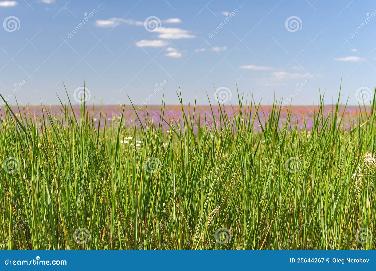 Green grass stock image. Image of summer, meadow, scene - 25644267