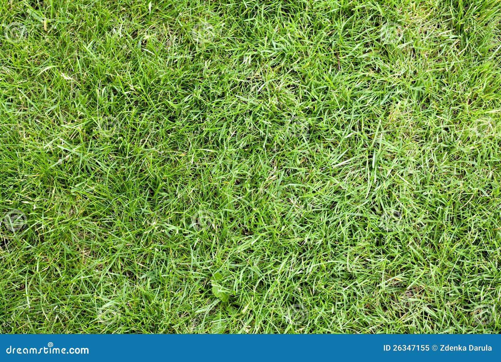 Green grass stock image. Image of grassy, park, grass - 26347155