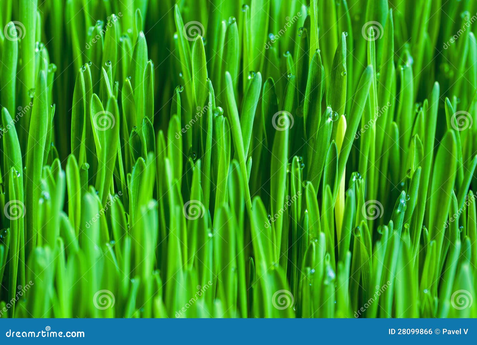 Green grass stock photo. Image of green, droplet, background - 28099866