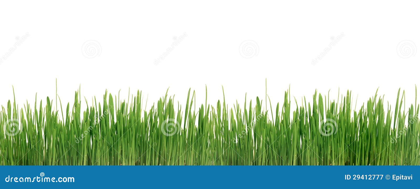 Green grass stock image. Image of summer, blade, spring - 29412777