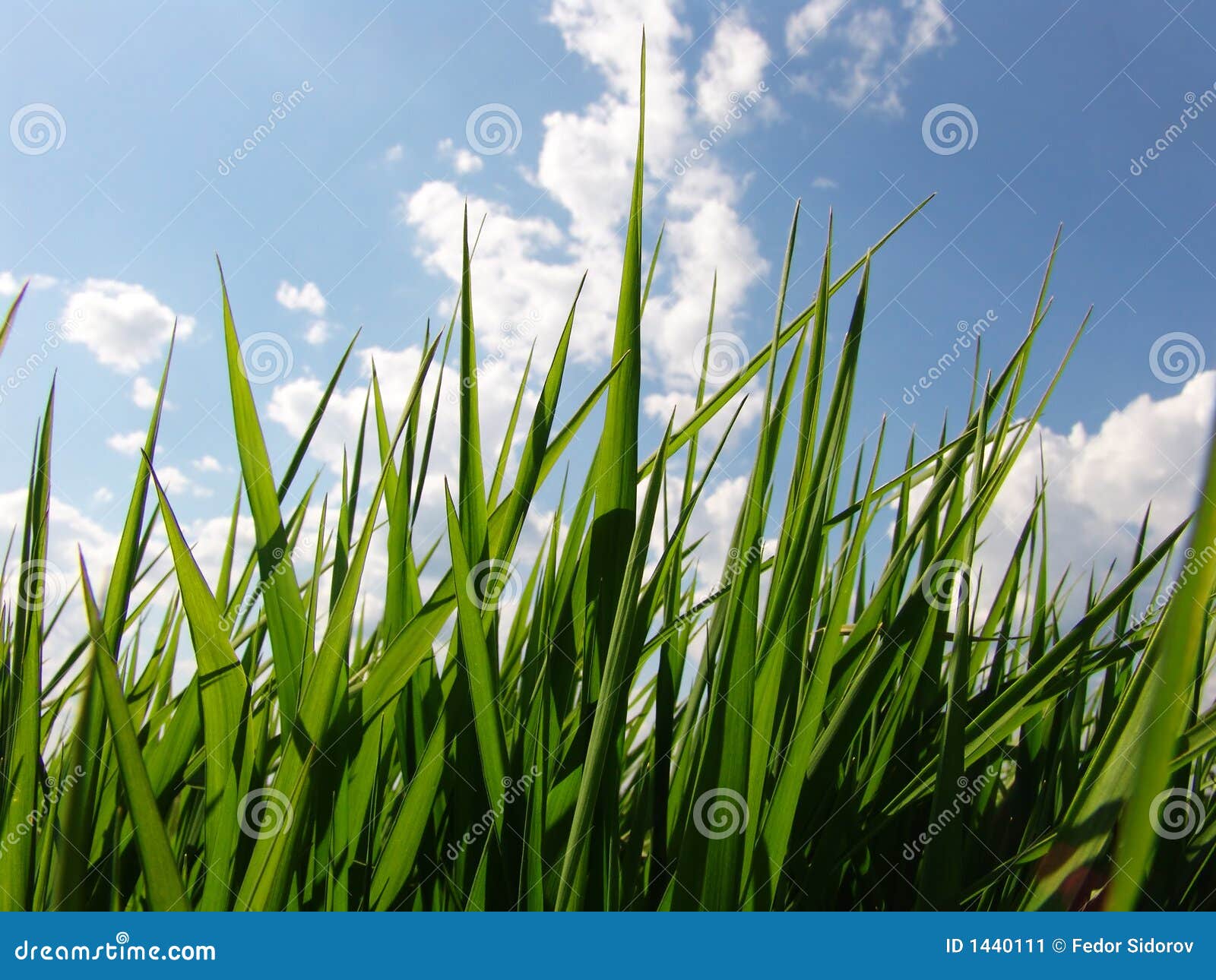 Green grass 3 stock image. Image of peaceful, grassy, fresh - 1440111