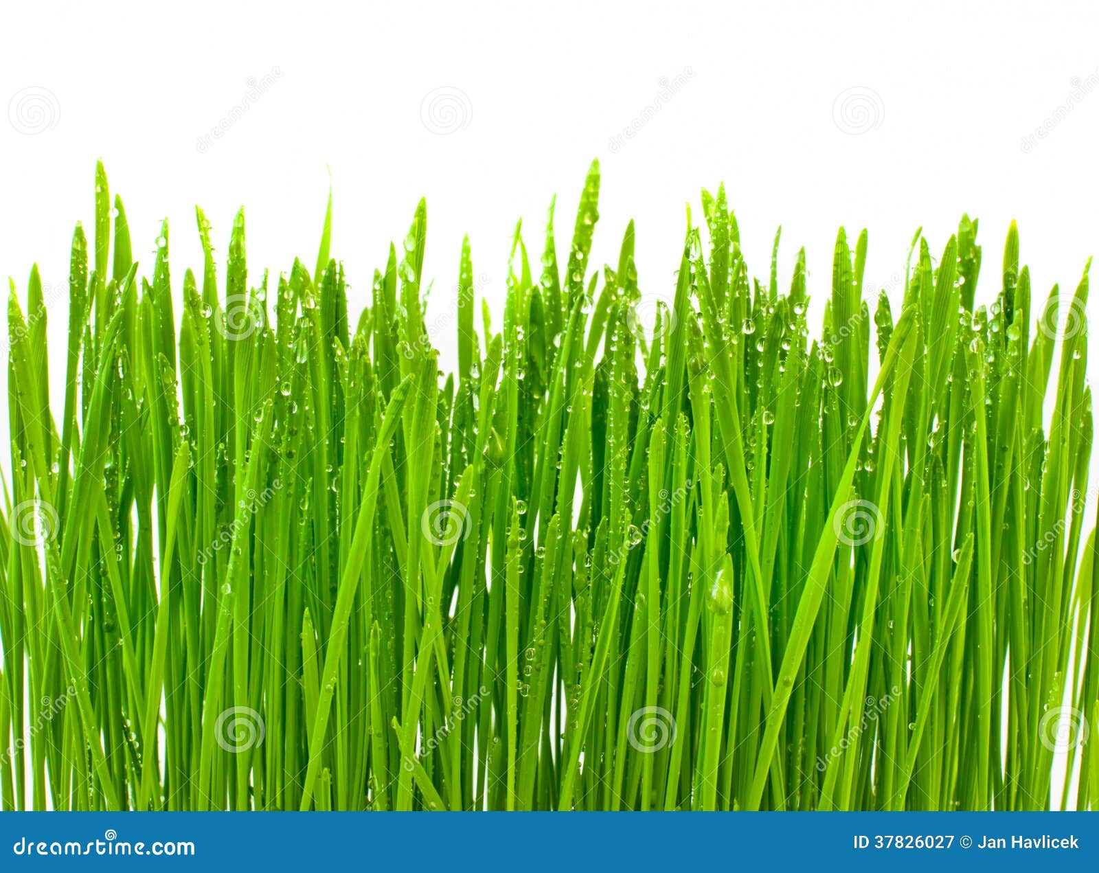 Green grass stock image. Image of beginning, color, ground - 37826027