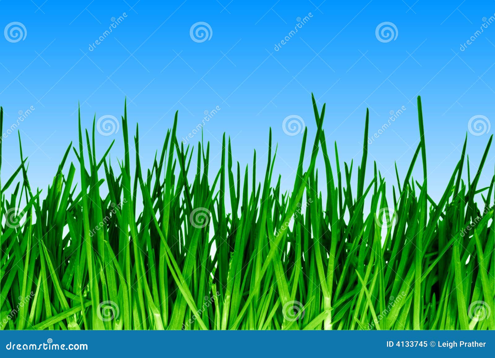 Green grass stock image. Image of backdrop, lawn, natural - 4133745