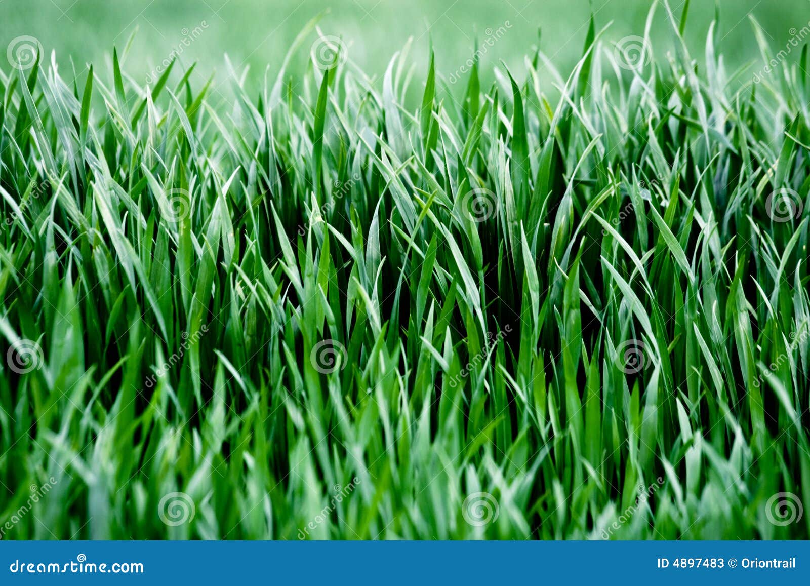 Green grass stock image. Image of field, details, grain - 4897483