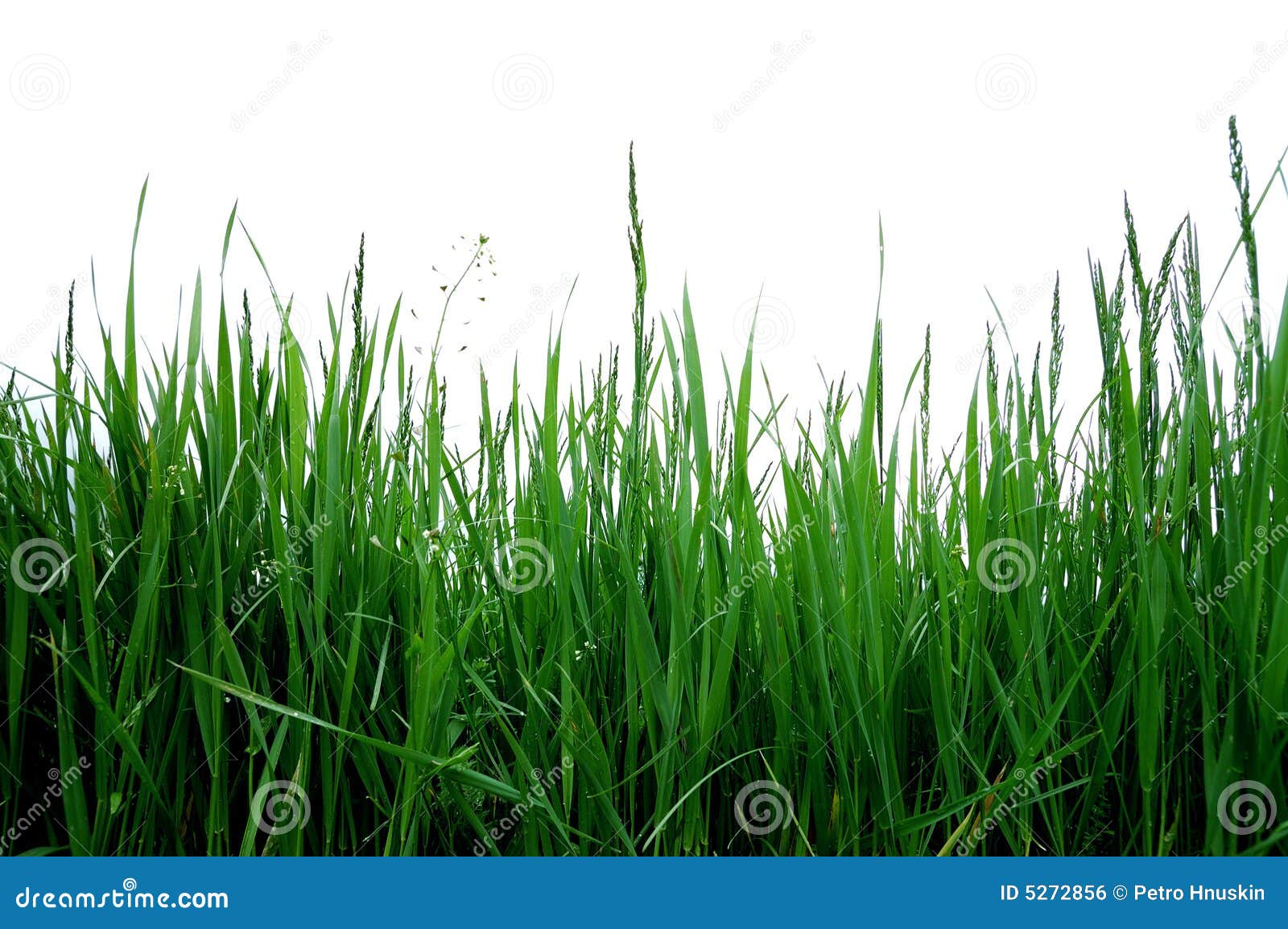 Green grass. stock photo. Image of studio, isolated, isolation - 5272856