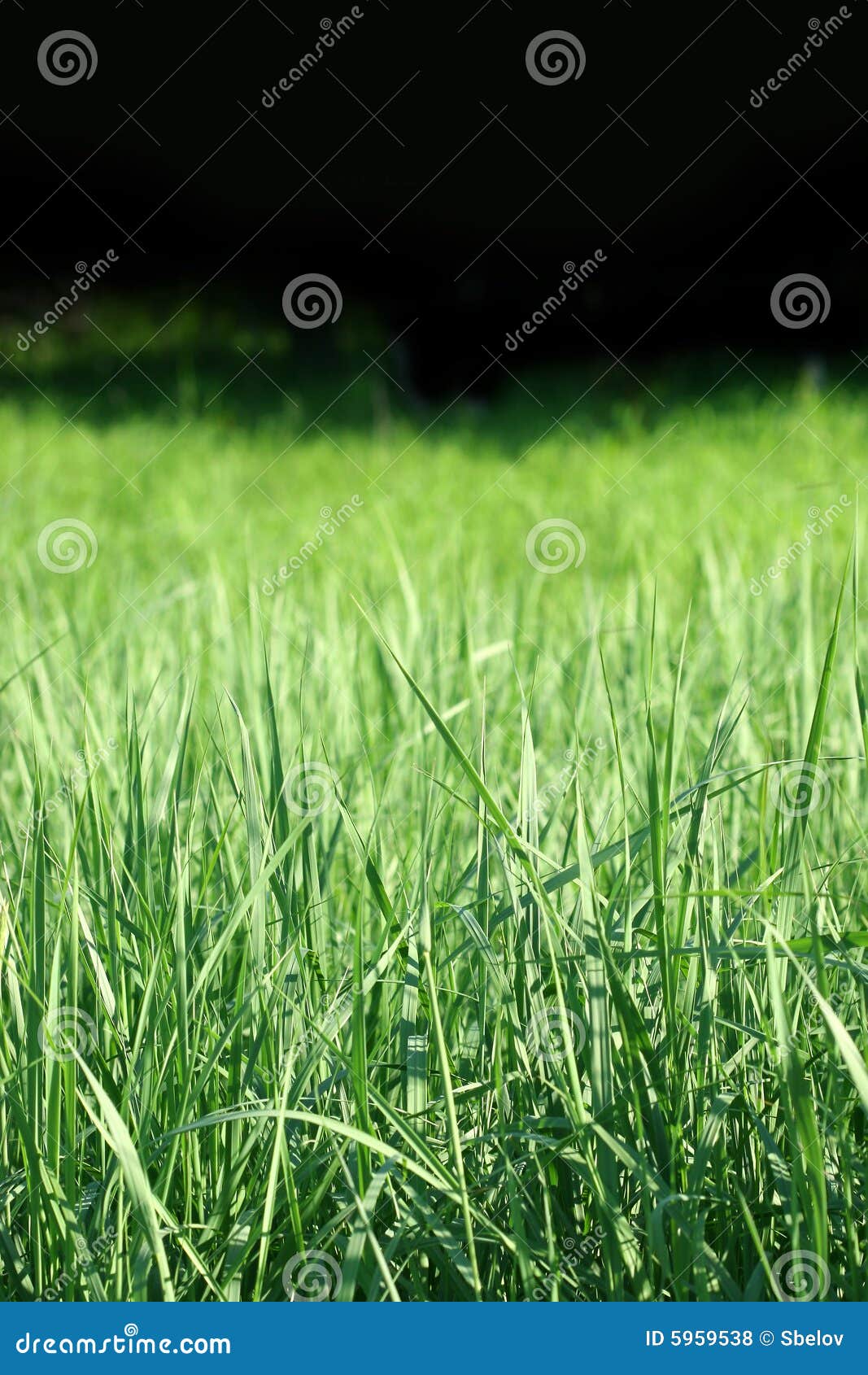 Green grass stock photo. Image of summer, texture, isolated - 5959538