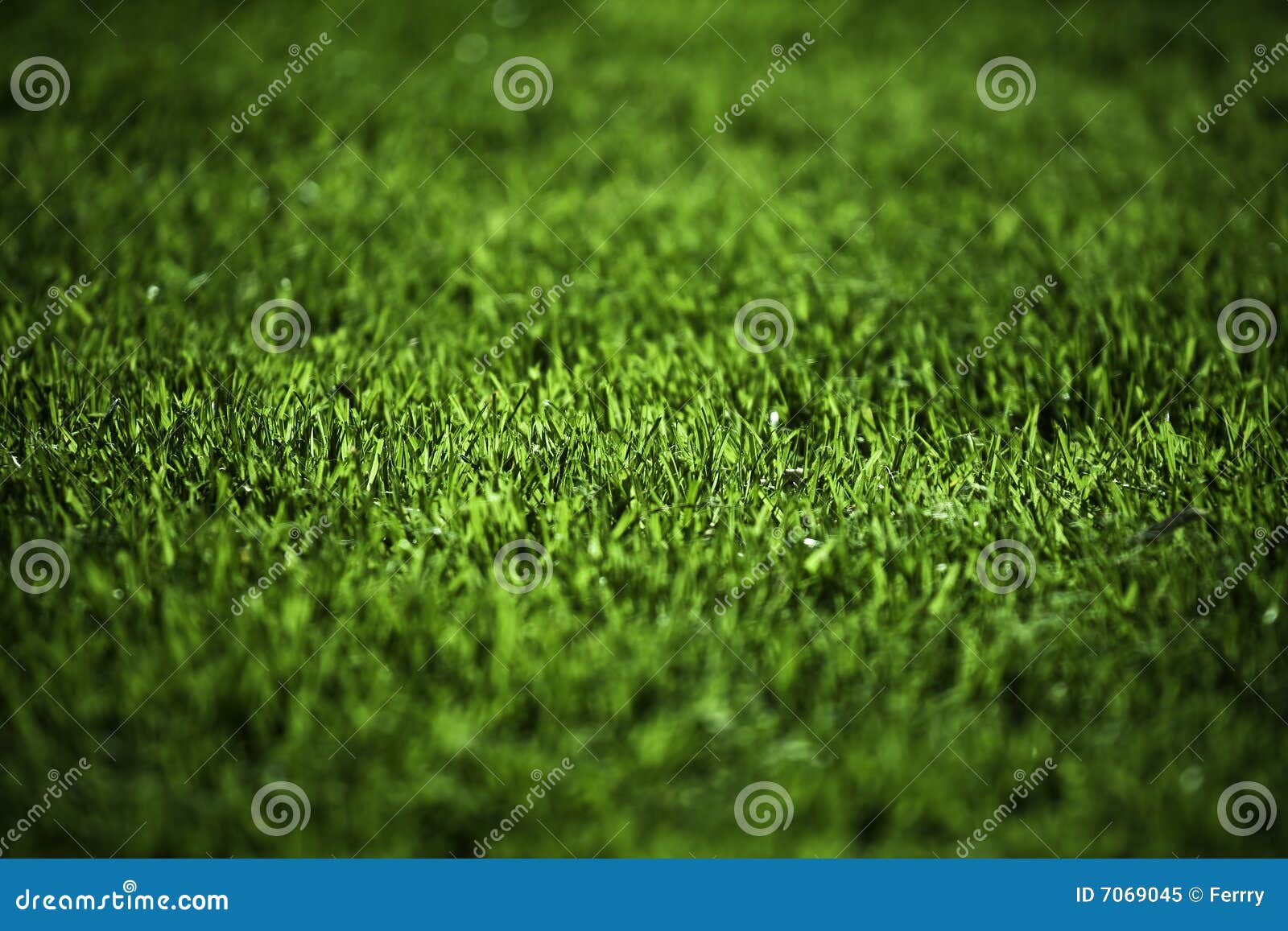 Green grass stock image. Image of front, park, rugby, field - 7069045