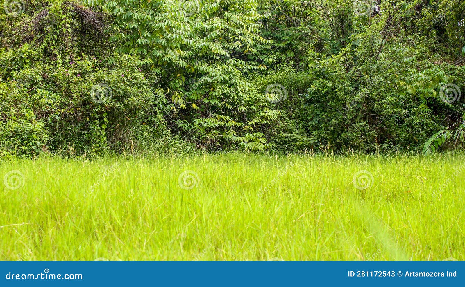 Green Grass Against a Backdrop of Trees and Shrubs Stock Image - Image ...