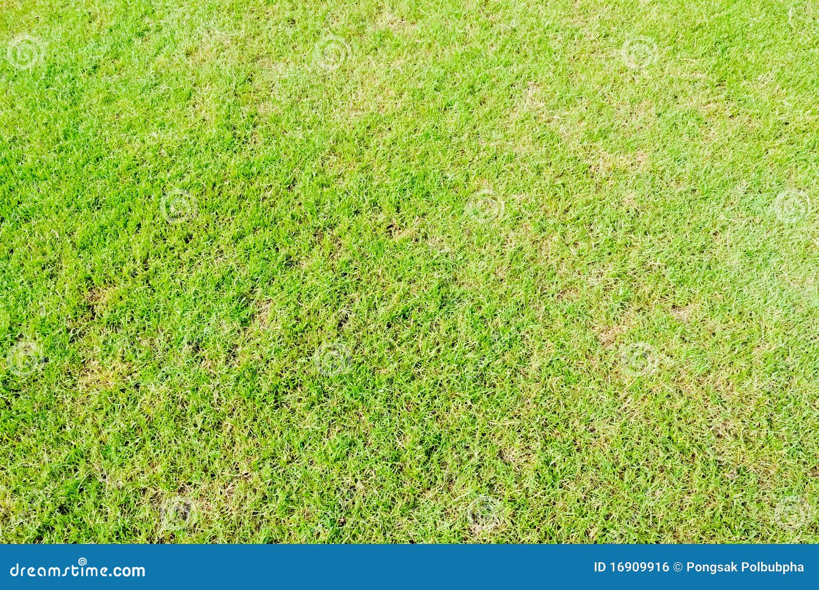 Green grass area stock photo. Image of fresh, beautiful - 16909916