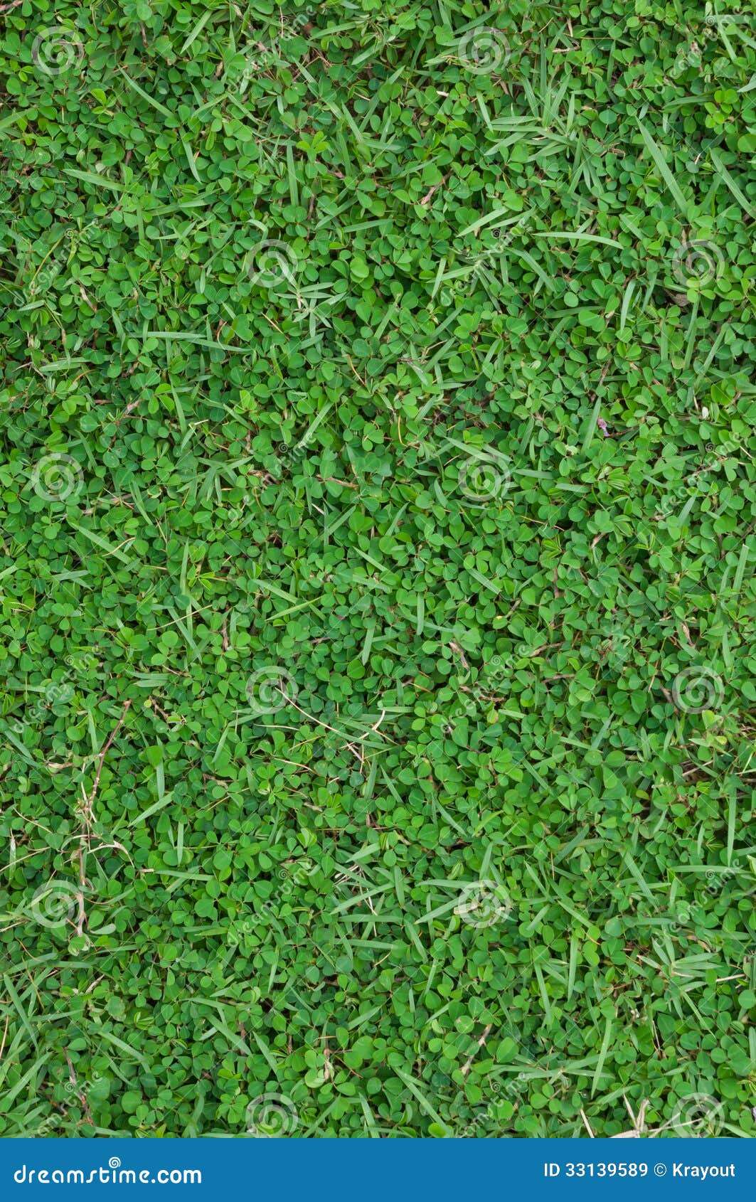 Green grass stock image. Image of landscape, abstract - 33139589
