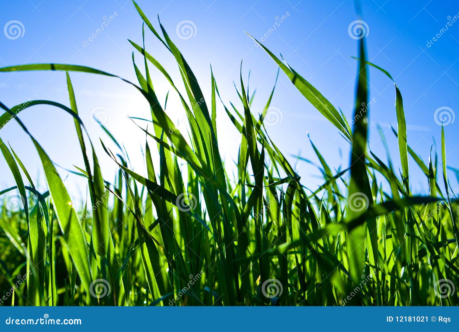 Green Grass in Back Light with Blue Sky and Sun Stock Image - Image of ...