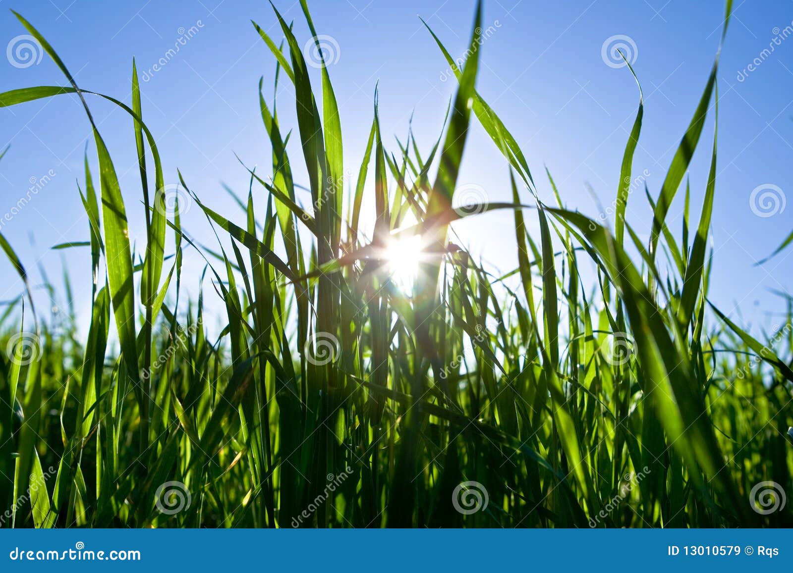 Green Grass in Back Light with Blue Sky and Sun Stock Image - Image of ...