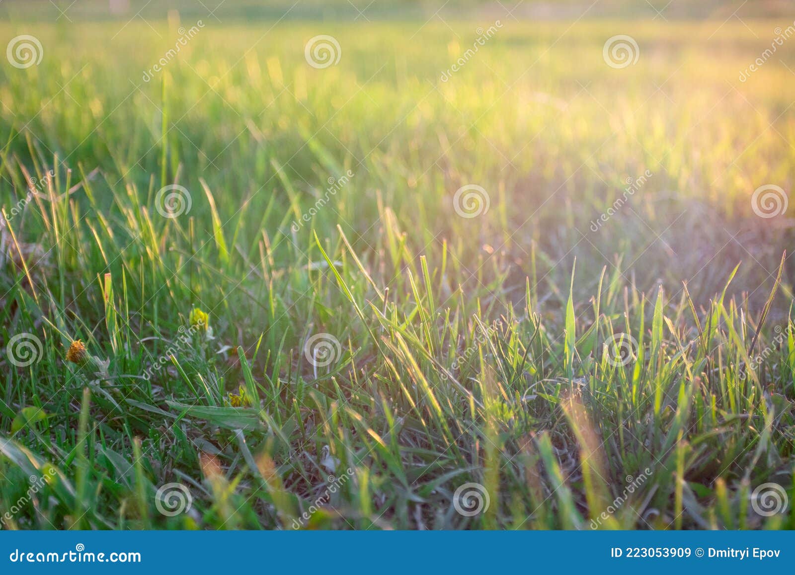 Green Grass Backgroun with Sun Ray on Sunset and Soft Focus Stock Image ...