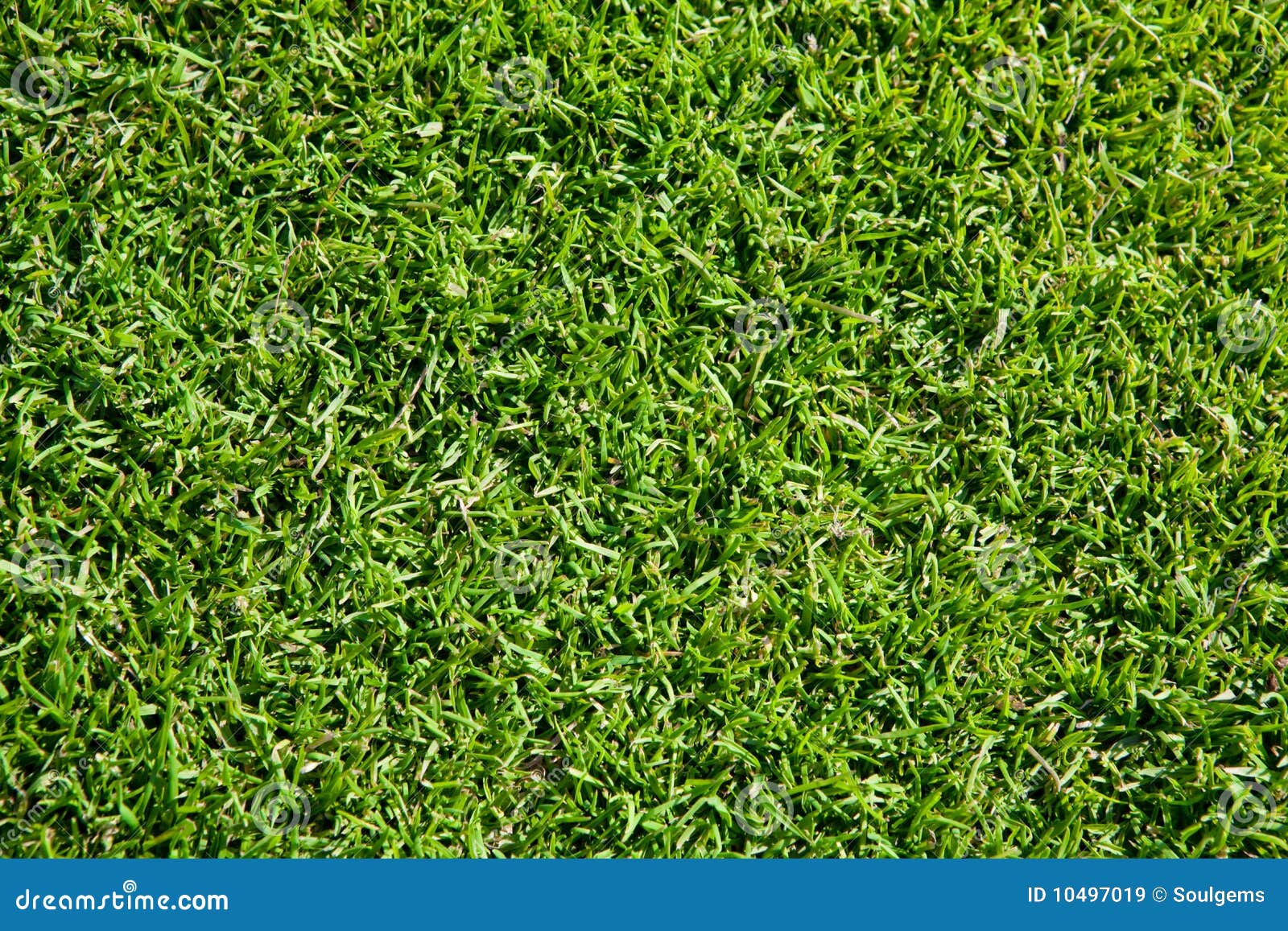 Green Grass Background stock image. Image of field, color - 10497019