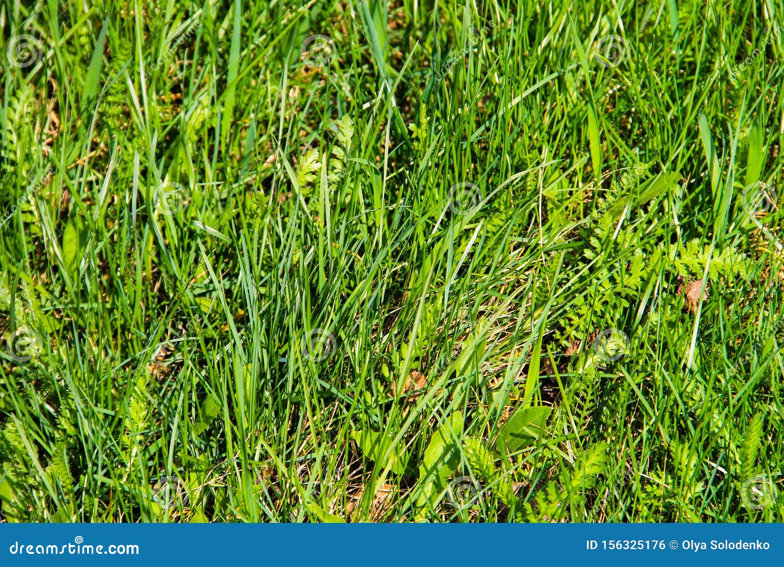 Green grass background stock photo. Image of area, botany - 156325176