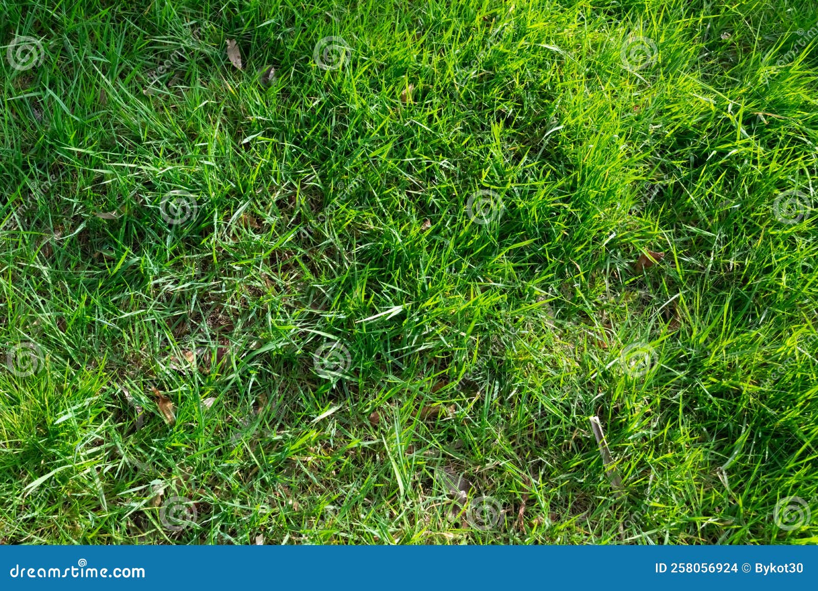 Green Grass in the Meadow. Green Natural Background. View from Above ...
