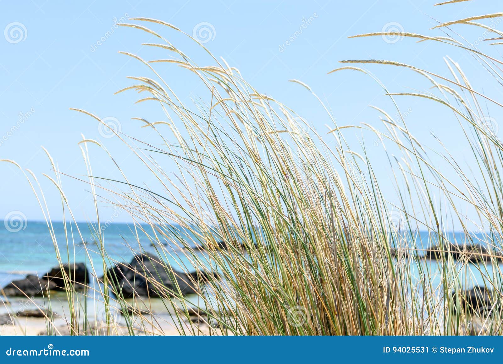 Green Grass on a Background of Blue Ocean and Blue Sky Stock Image ...