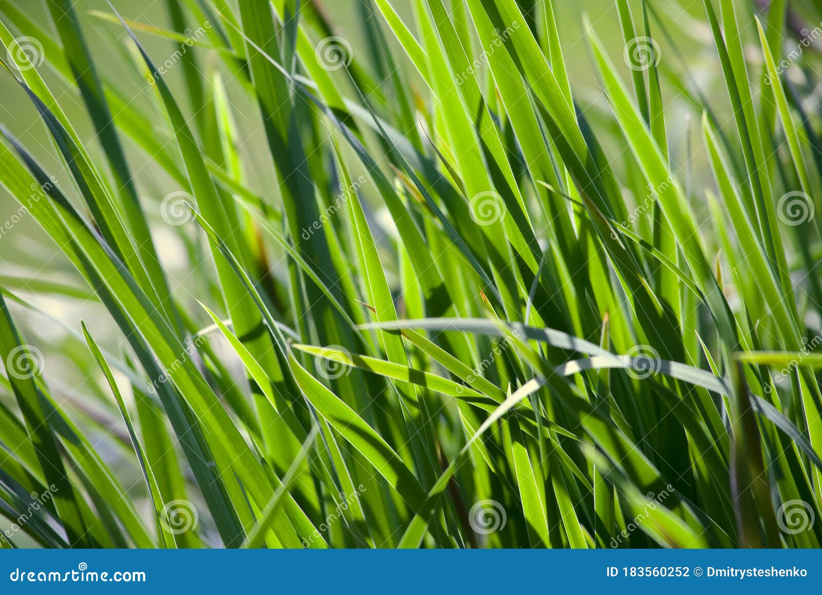 Green Grass in the Background of Bright Sunlight from the Back Stock ...