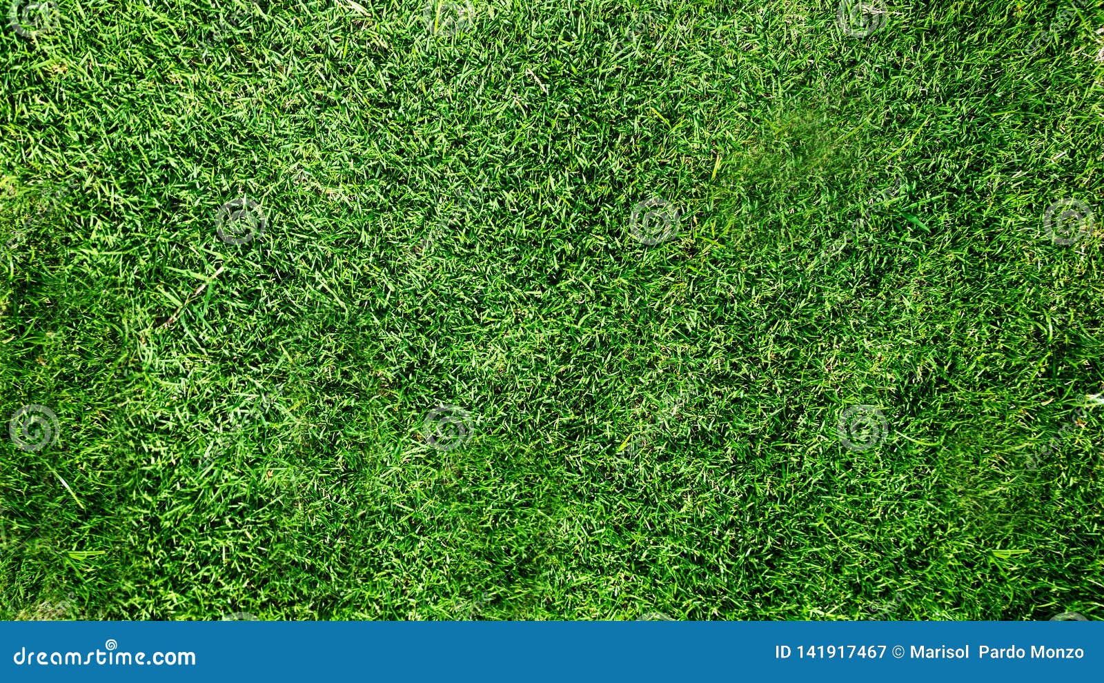 Background and Texture of Green Grass Field Stock Image - Image of ...