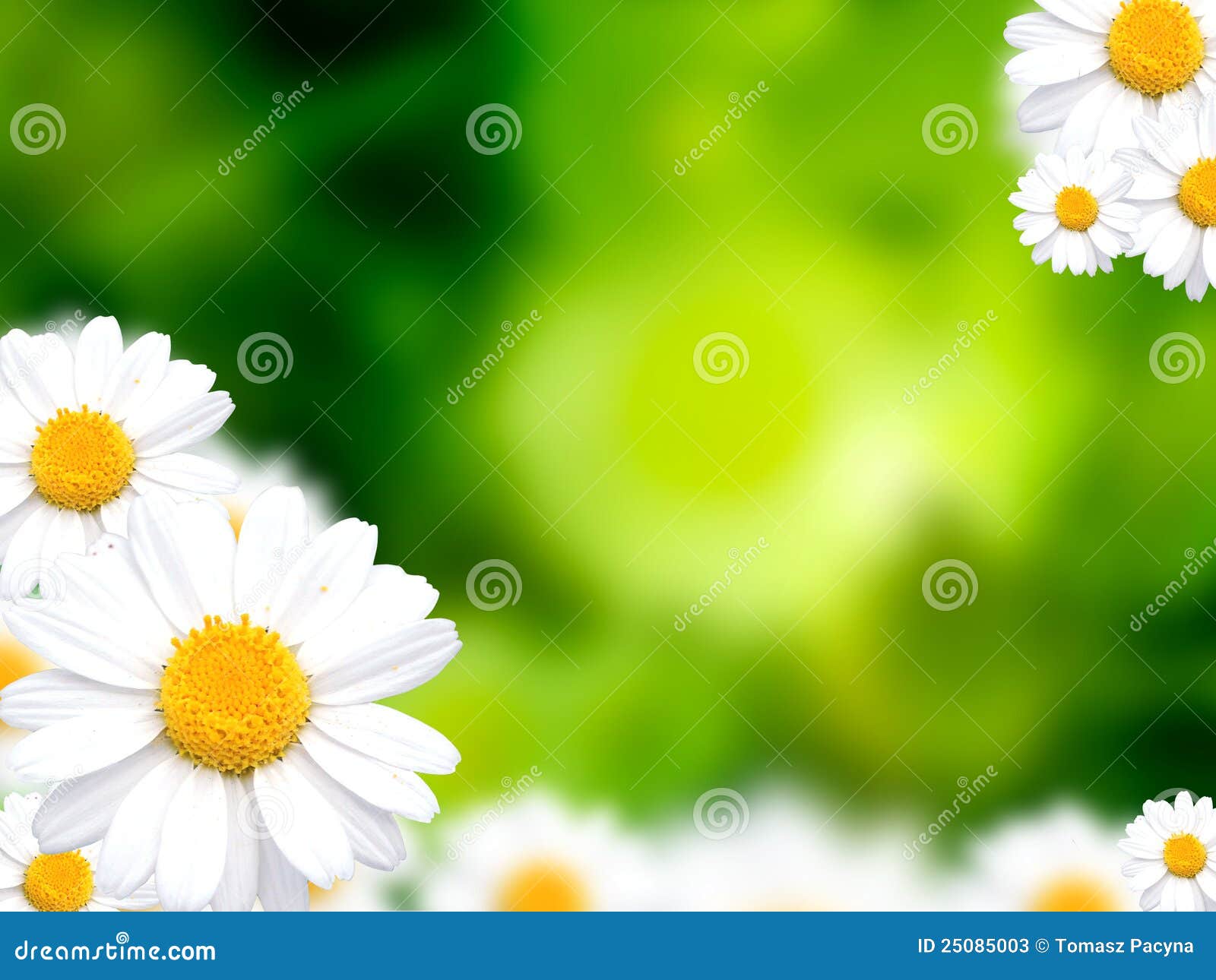Green Grass Background with Daisy Flowers Stock Image - Image of yellow ...