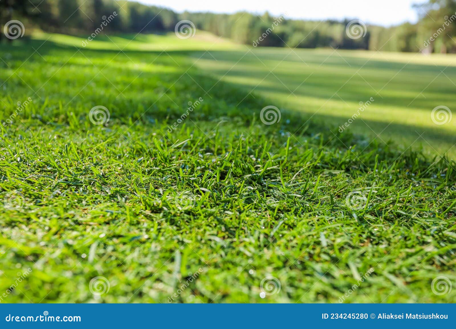 Green Grass. Background. Golf Course, Shadows from Trees on the Grass ...