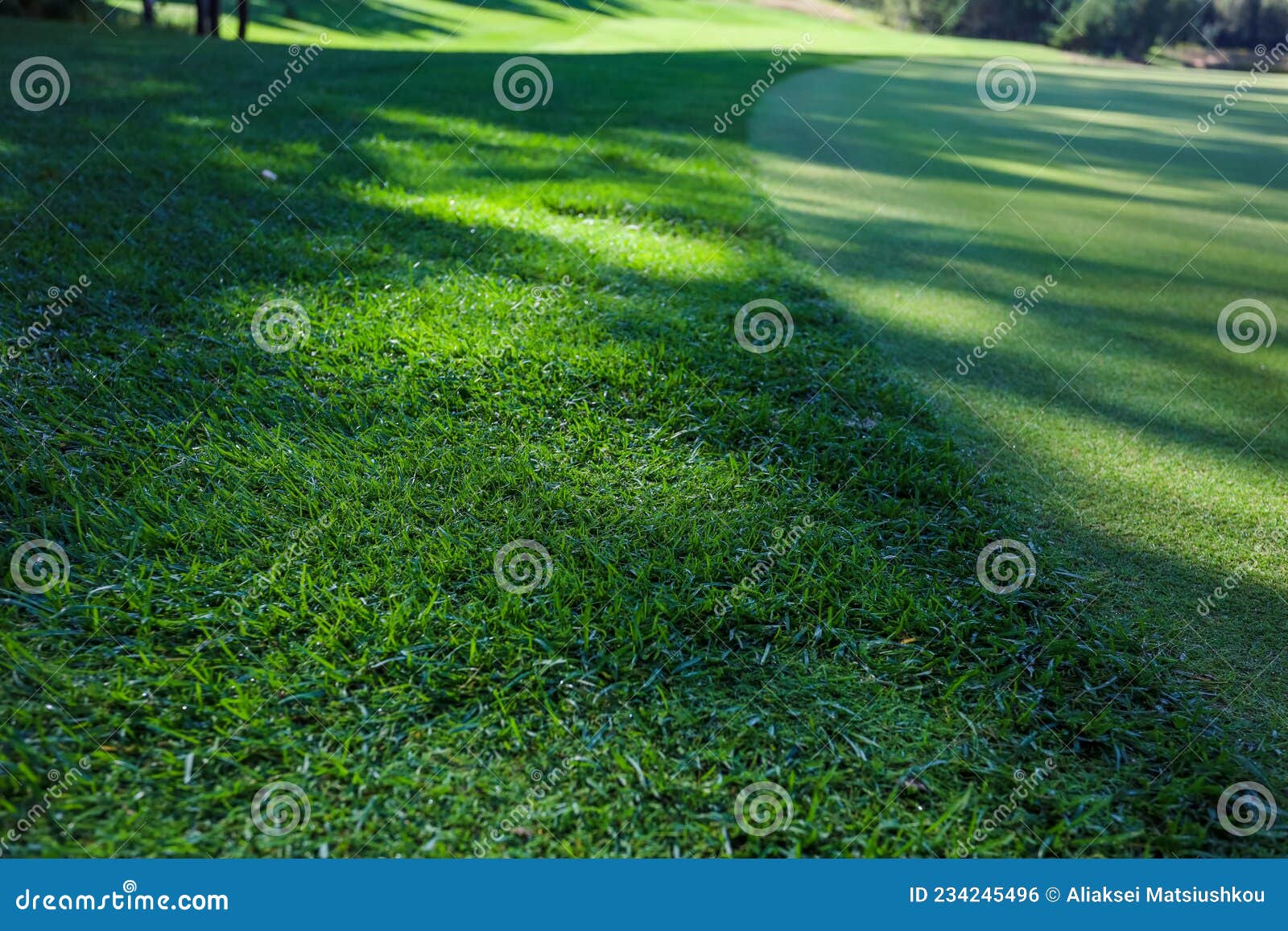 Green Grass. Background. Golf Course, Shadows from Trees on the Grass ...