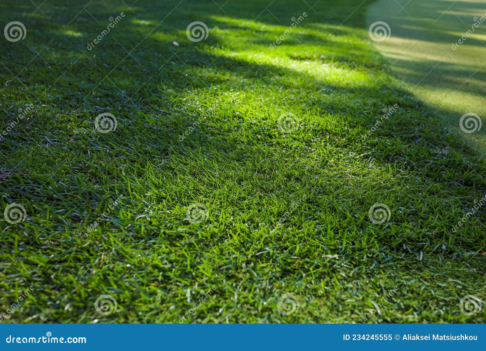Green Grass. Background. Golf Course, Shadows from Trees on the Grass ...