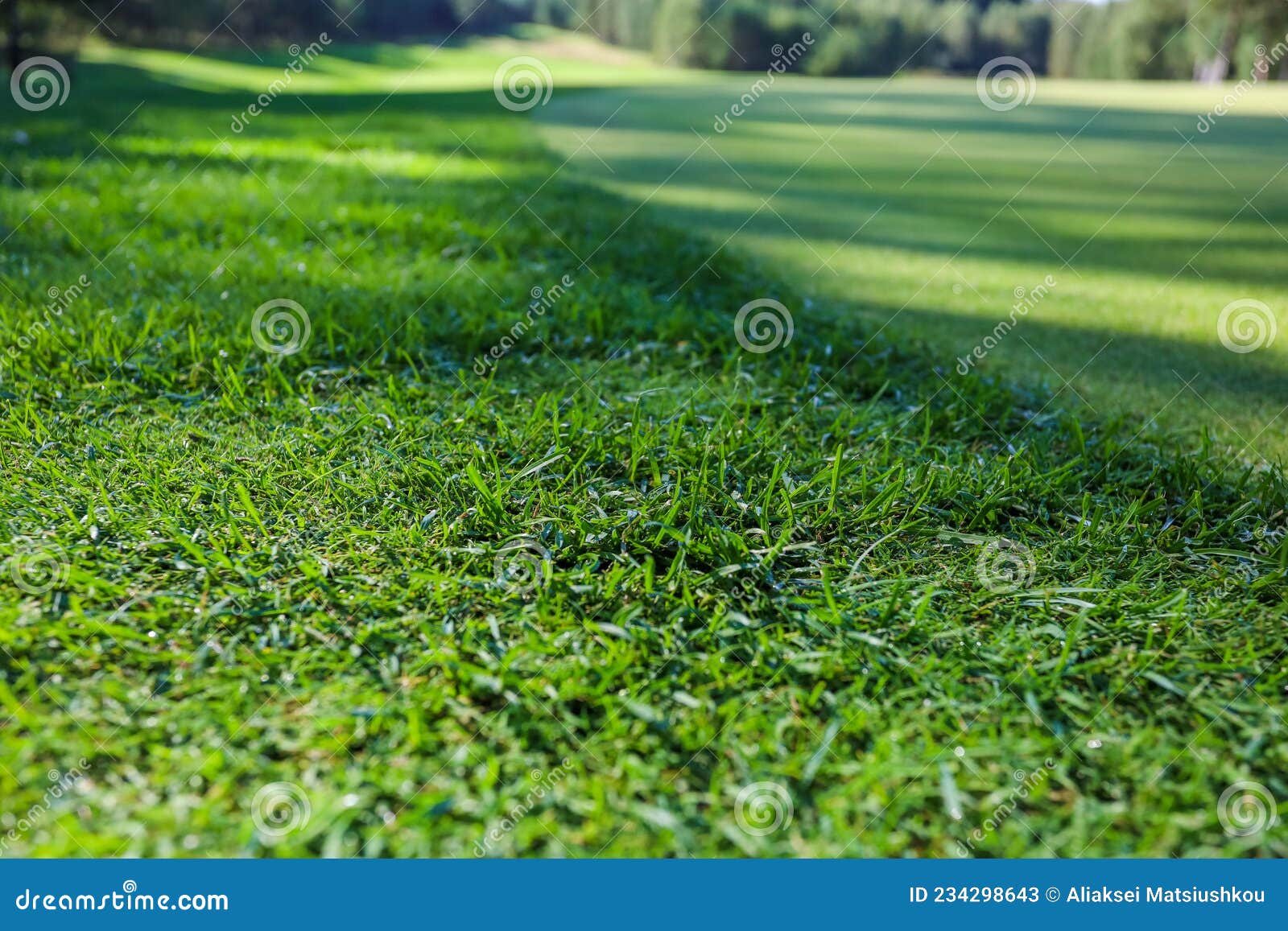 Green Grass. Background. Golf Course, Shadows from Trees on the Grass ...