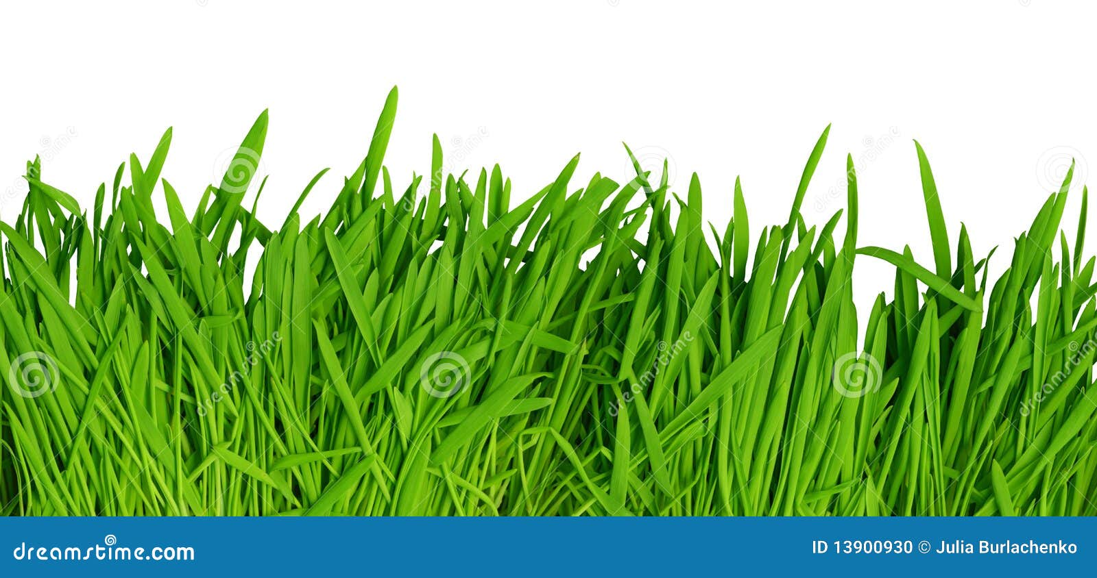 Green Grass Background, High Resolution Stock Photo - Image of ...